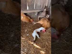 "Weasel Attacks Chicken… But the Duck Stri